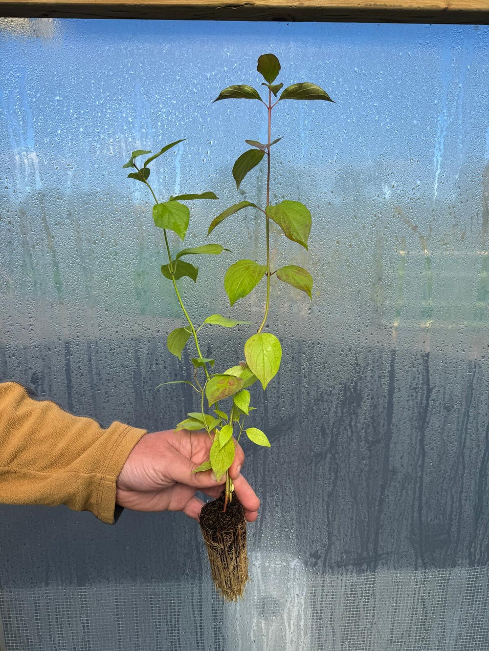How to Grow a Tree Sapling - Shrubgarden - shrubgarden