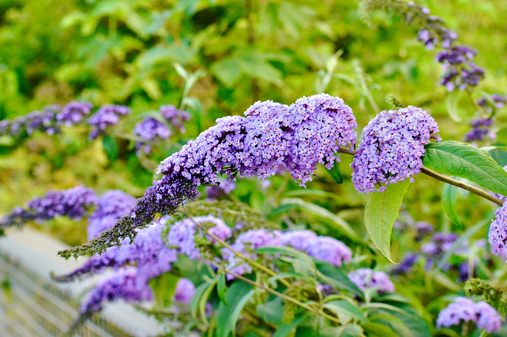 How to Grow a Tree Sapling - Shrubgarden - shrubgarden