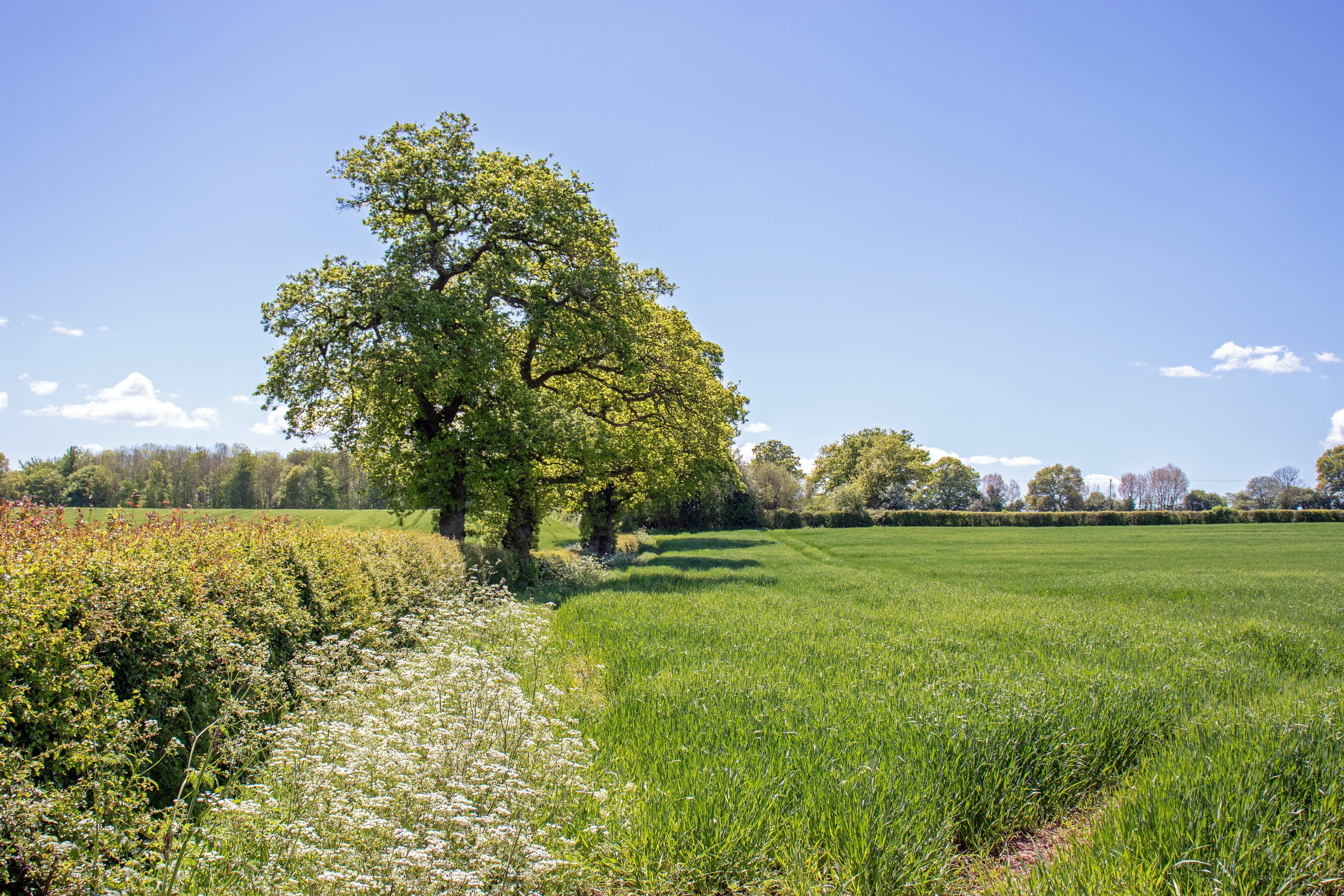 How to Grow a Tree Sapling - Shrubgarden - shrubgarden