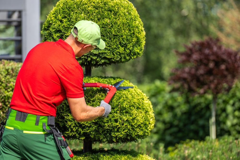 How to Grow a Tree Sapling - Shrubgarden - shrubgarden