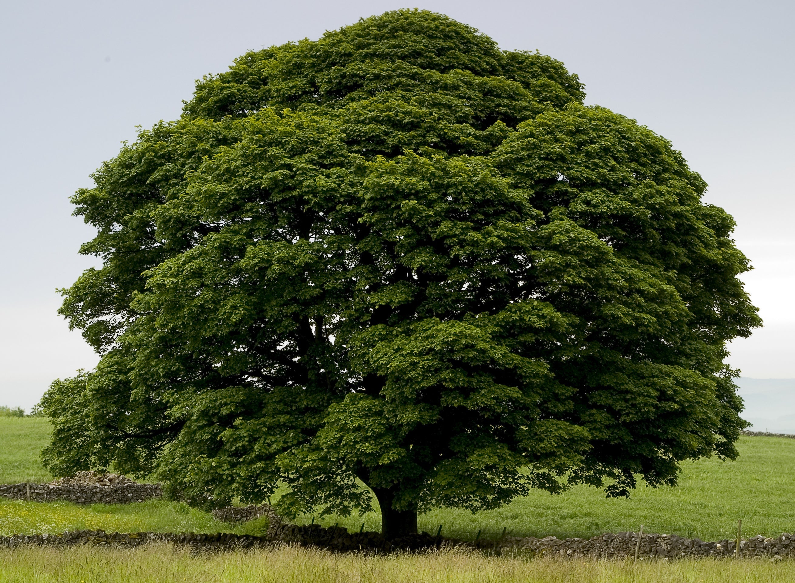 Broad Leaf Trees - shrubgarden