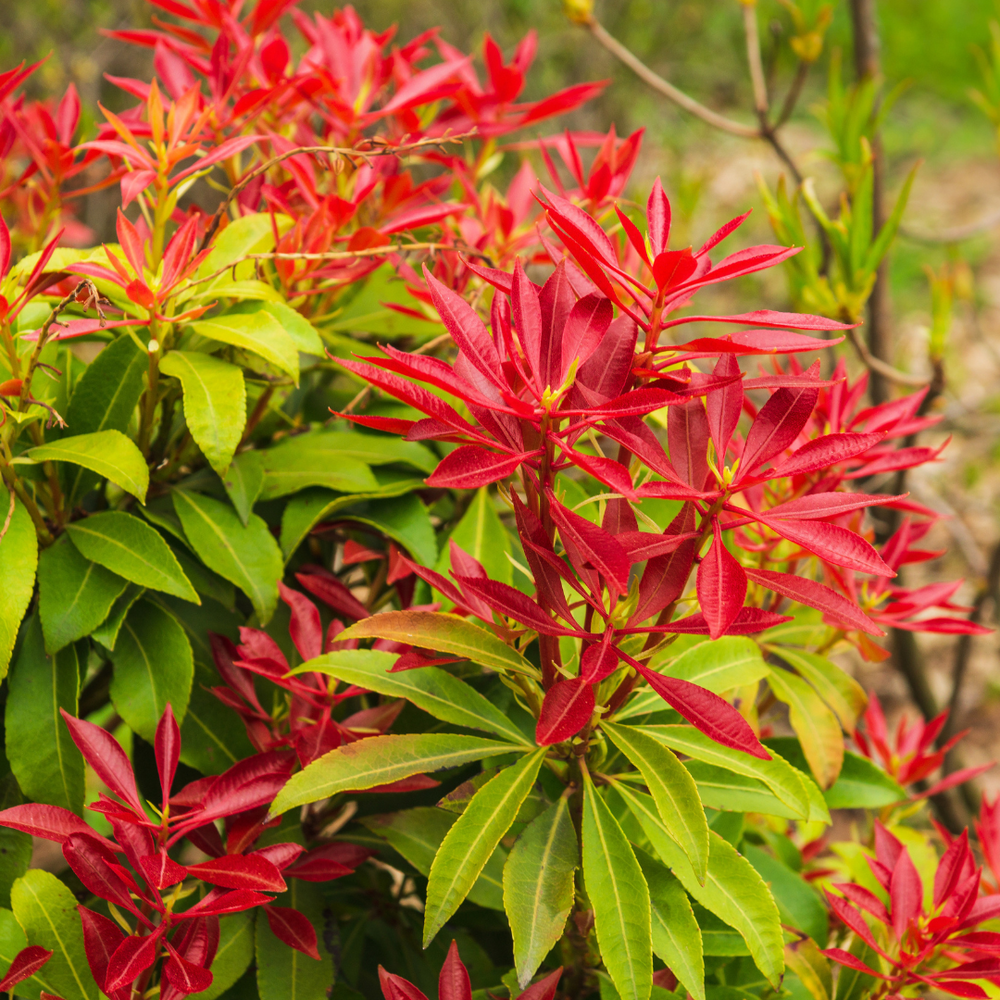 Plant Nursery Northumberland - Buy Plants Online