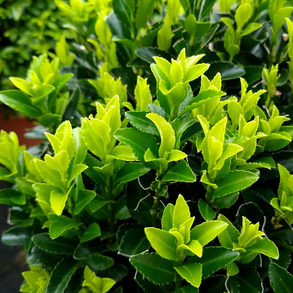 Euonymus japonicus Green Rocket - shrubgarden