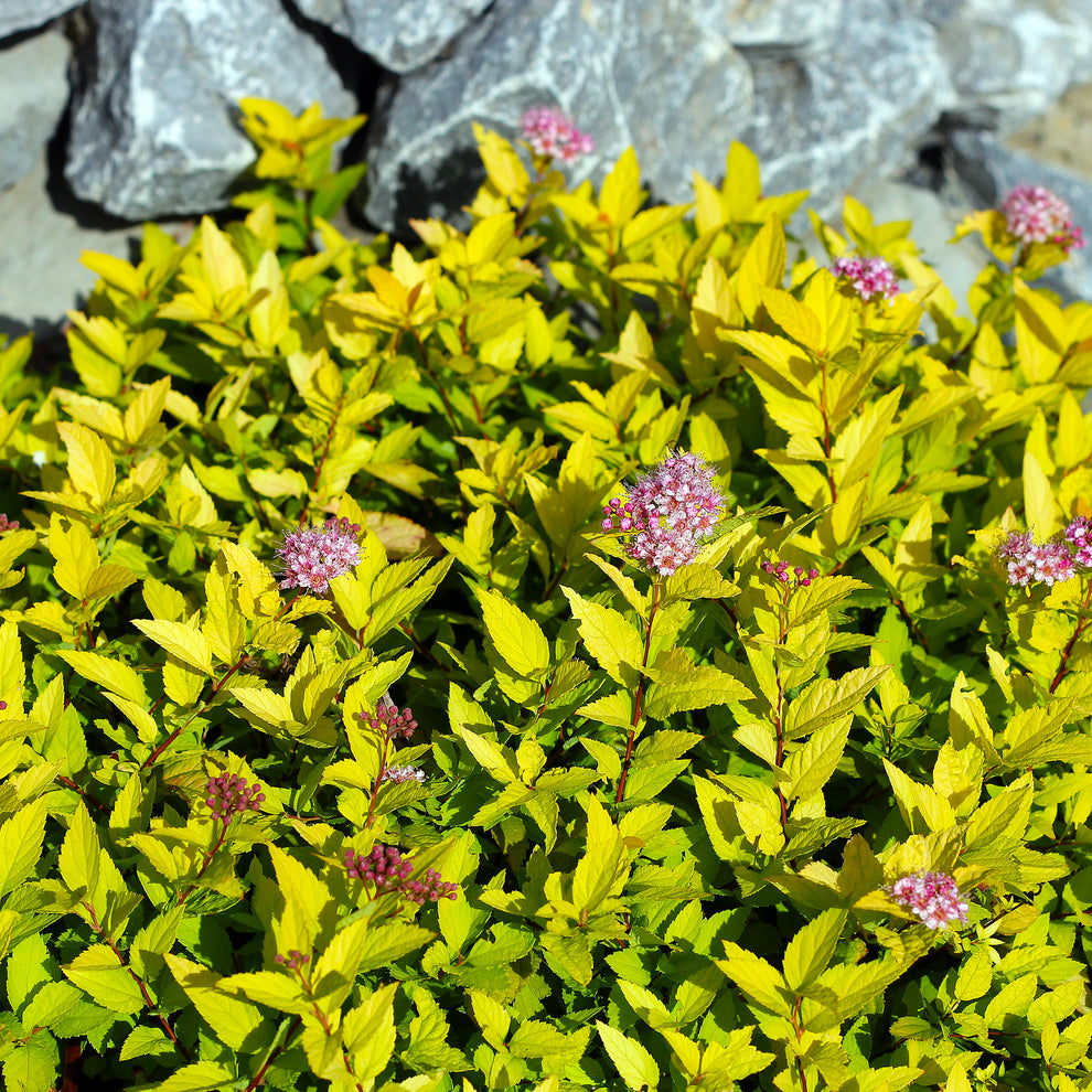 Spiraea Japonica Goldflame - Shrubgarden