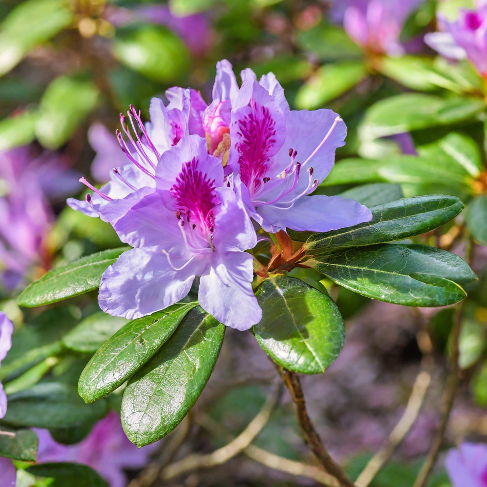 Azalea japonica Blue Danube - shrubgarden